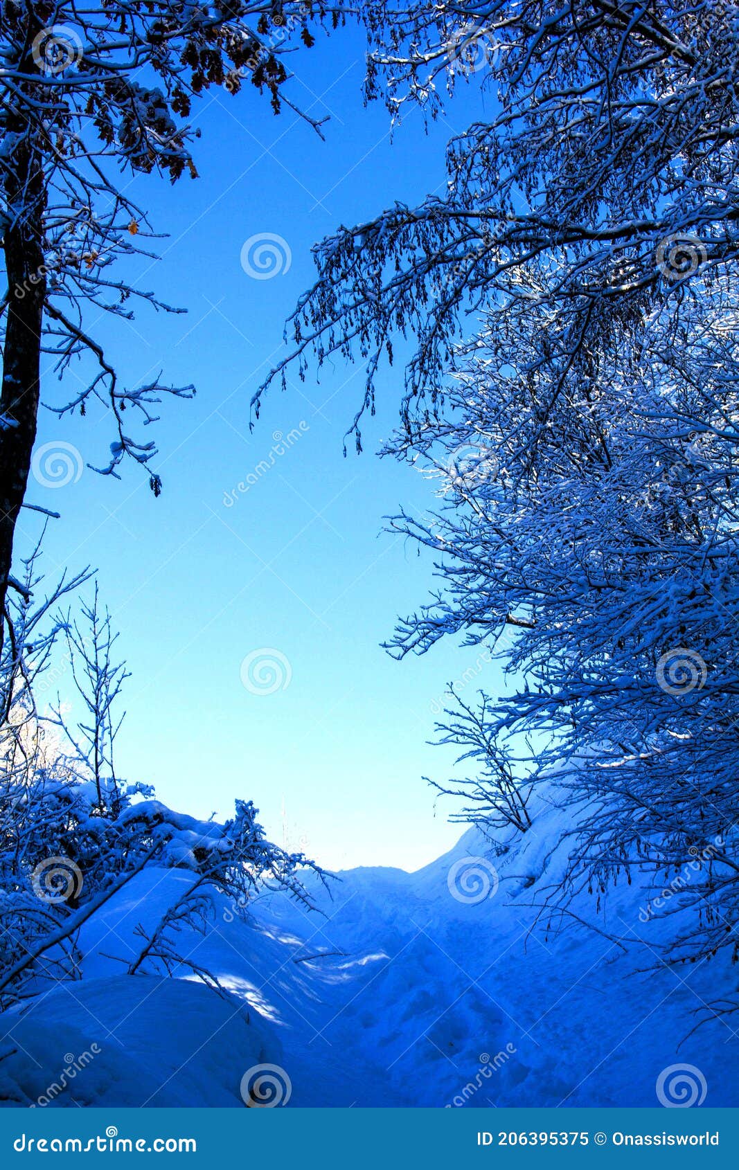 Heavy Snow Forest Mountains Scene Stock Image - Image of scane, forest ...