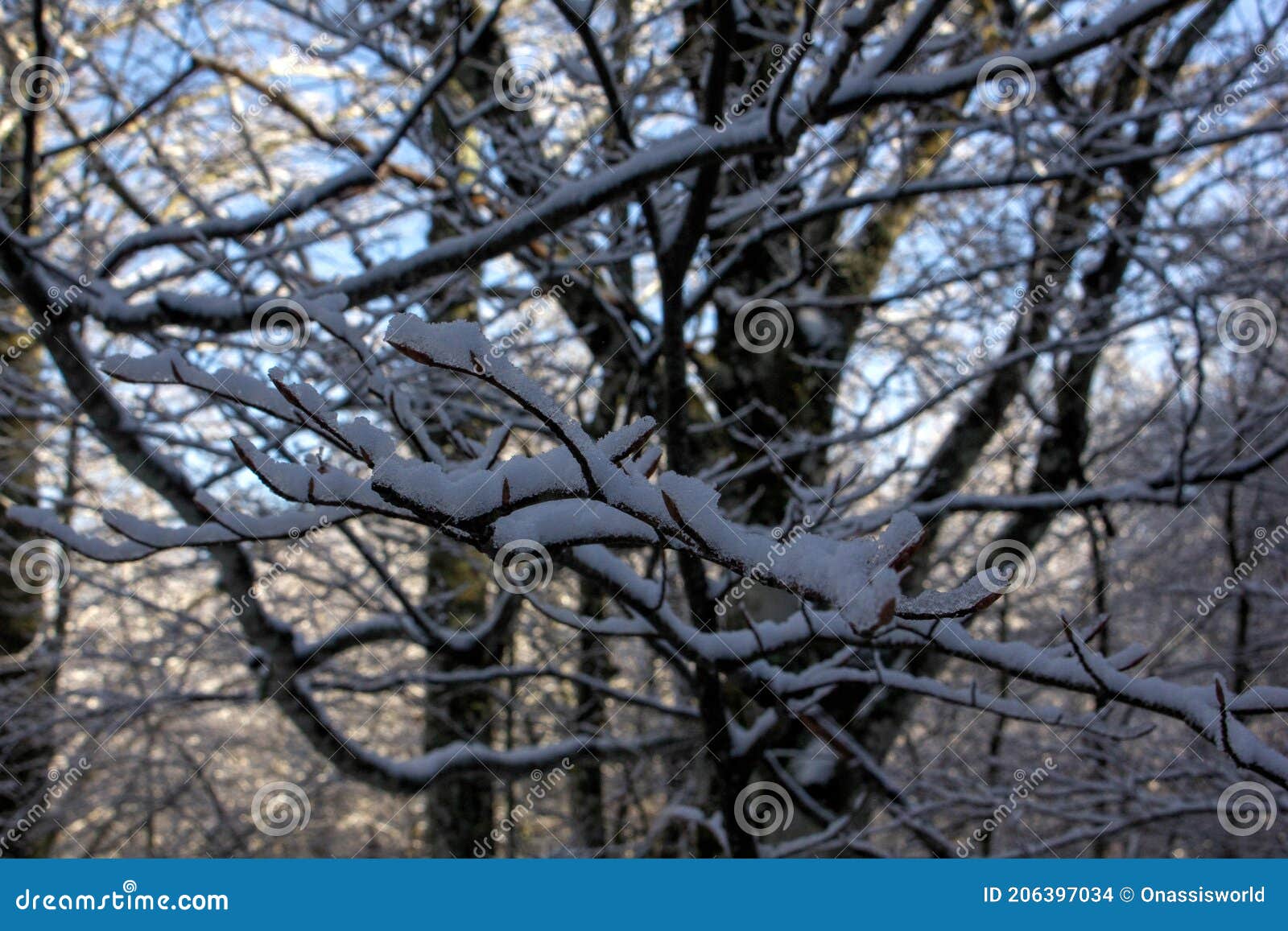 Heavy Snow Forest Mountains Scene Stock Photo - Image of mountains ...
