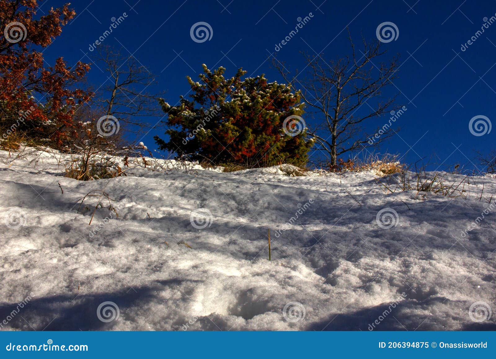 Heavy Snow Forest Mountains Scene Stock Image - Image of mountains ...