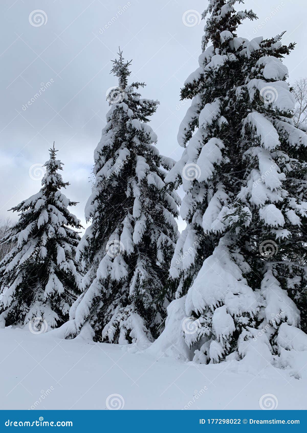 Heavy snow stock photo. Image of snow, trees, heavy - 177298022