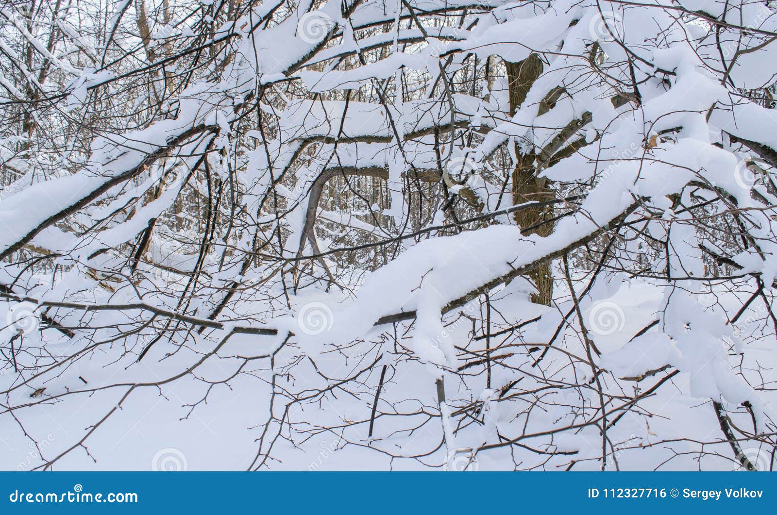 Fallen Snow Has Bent Branches of Trees To the Ground Stock Photo ...