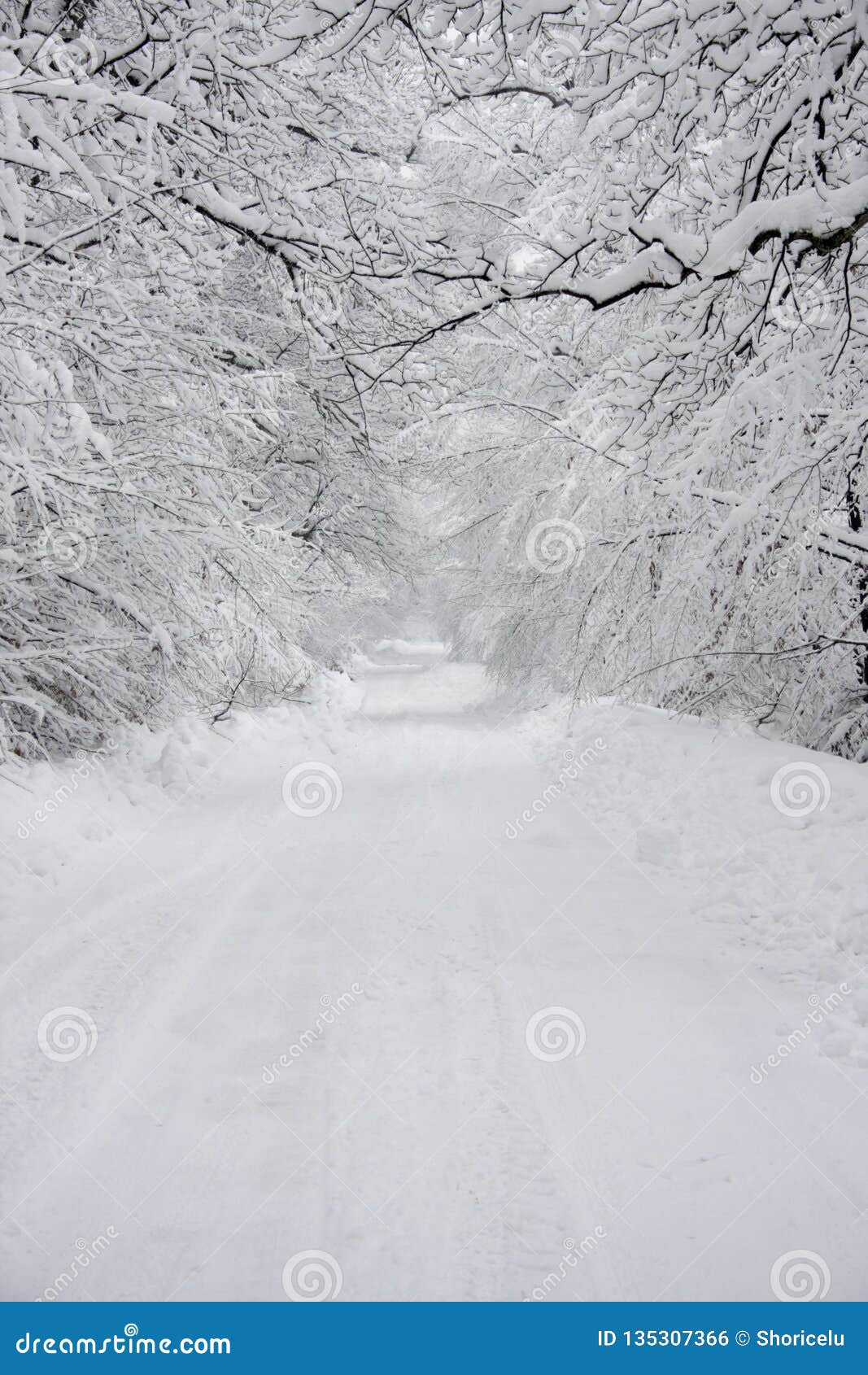 Heavy Snow on the Road through a Forest Stock Photo - Image of frost ...
