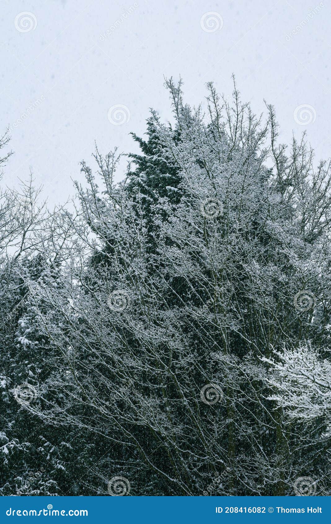 Heavy Snow Settles on Tree Branches on Evergreen Trees Stock Photo ...