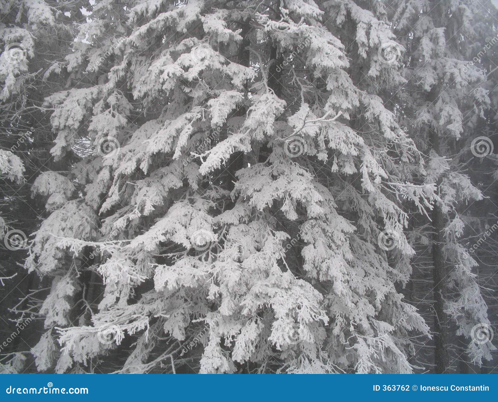 Heavy snow on trees stock photo. Image of white, nature - 363762