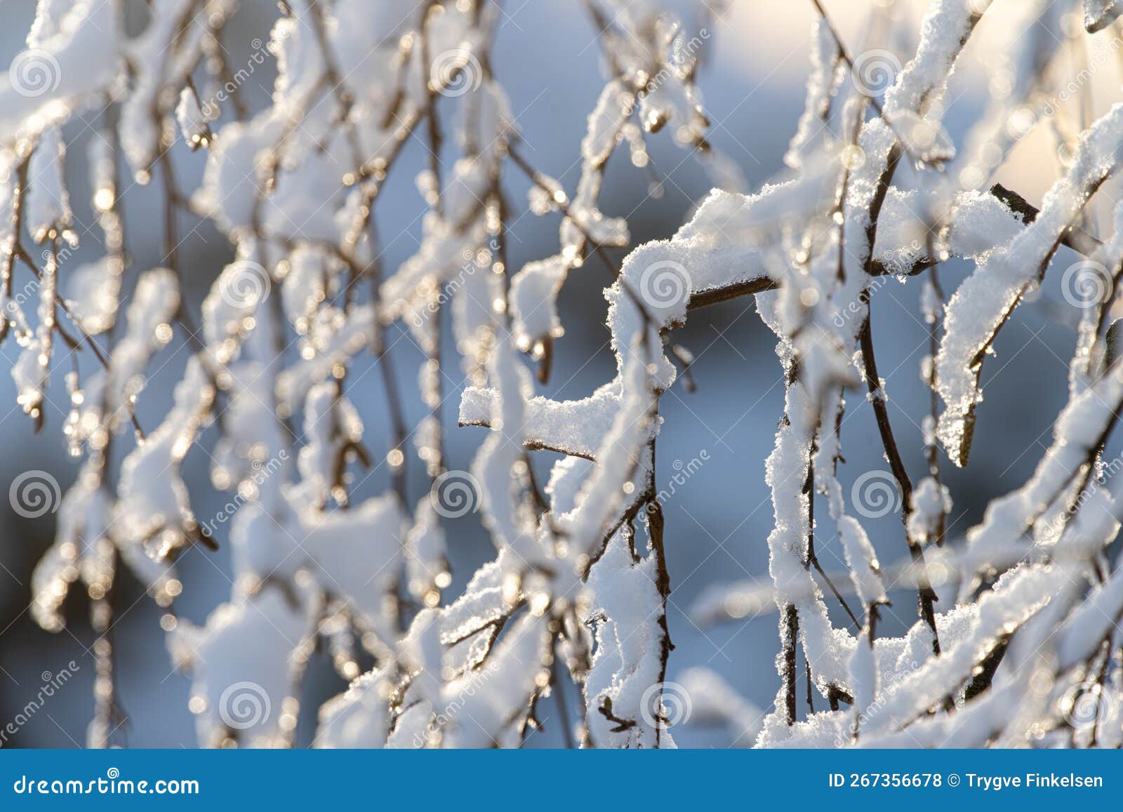Heavy Snow on Trees in a Forest.. Stock Photo - Image of winter, fall ...
