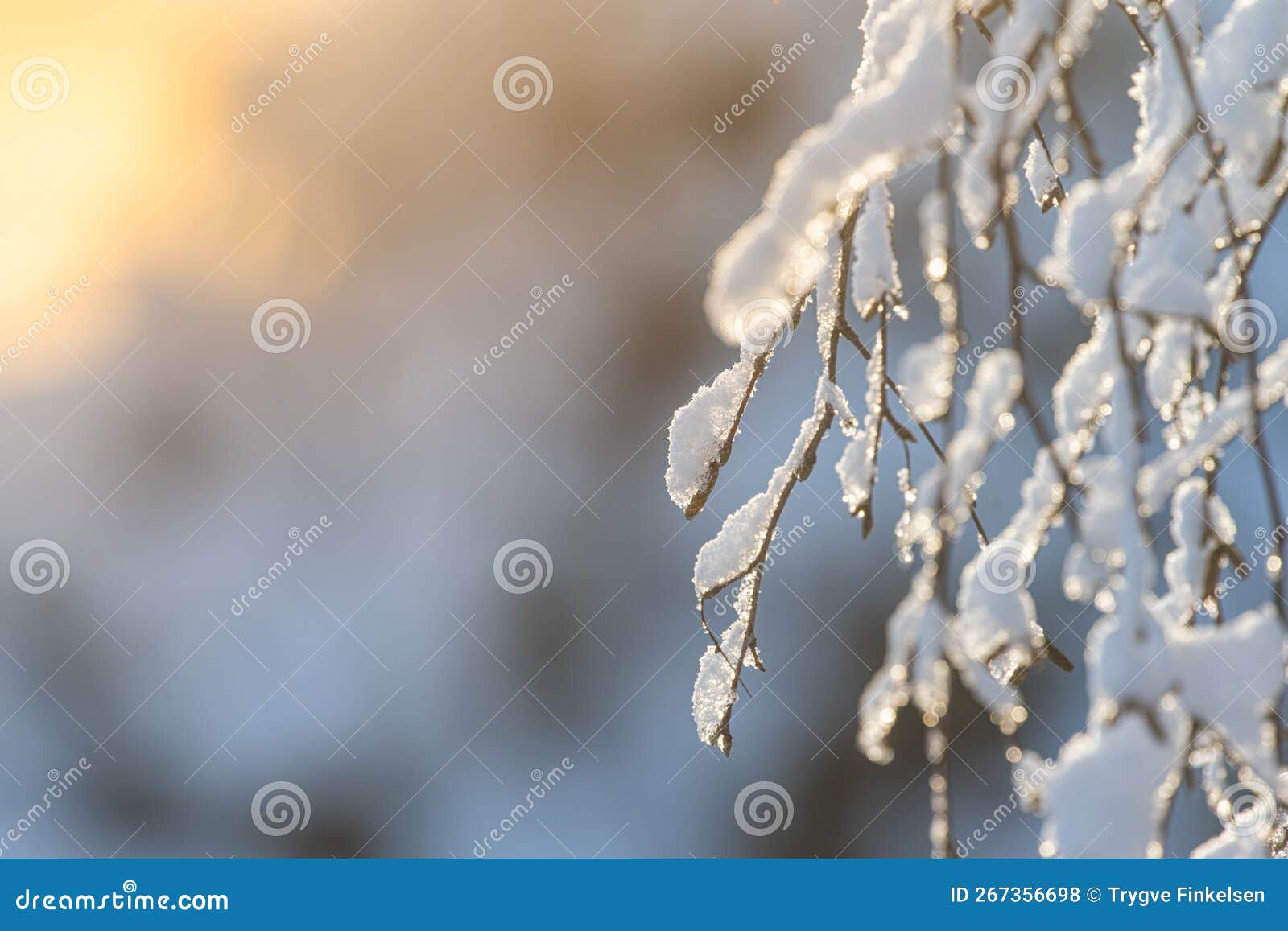 Heavy Snow on Trees in a Forest.. Stock Photo - Image of fall, season ...