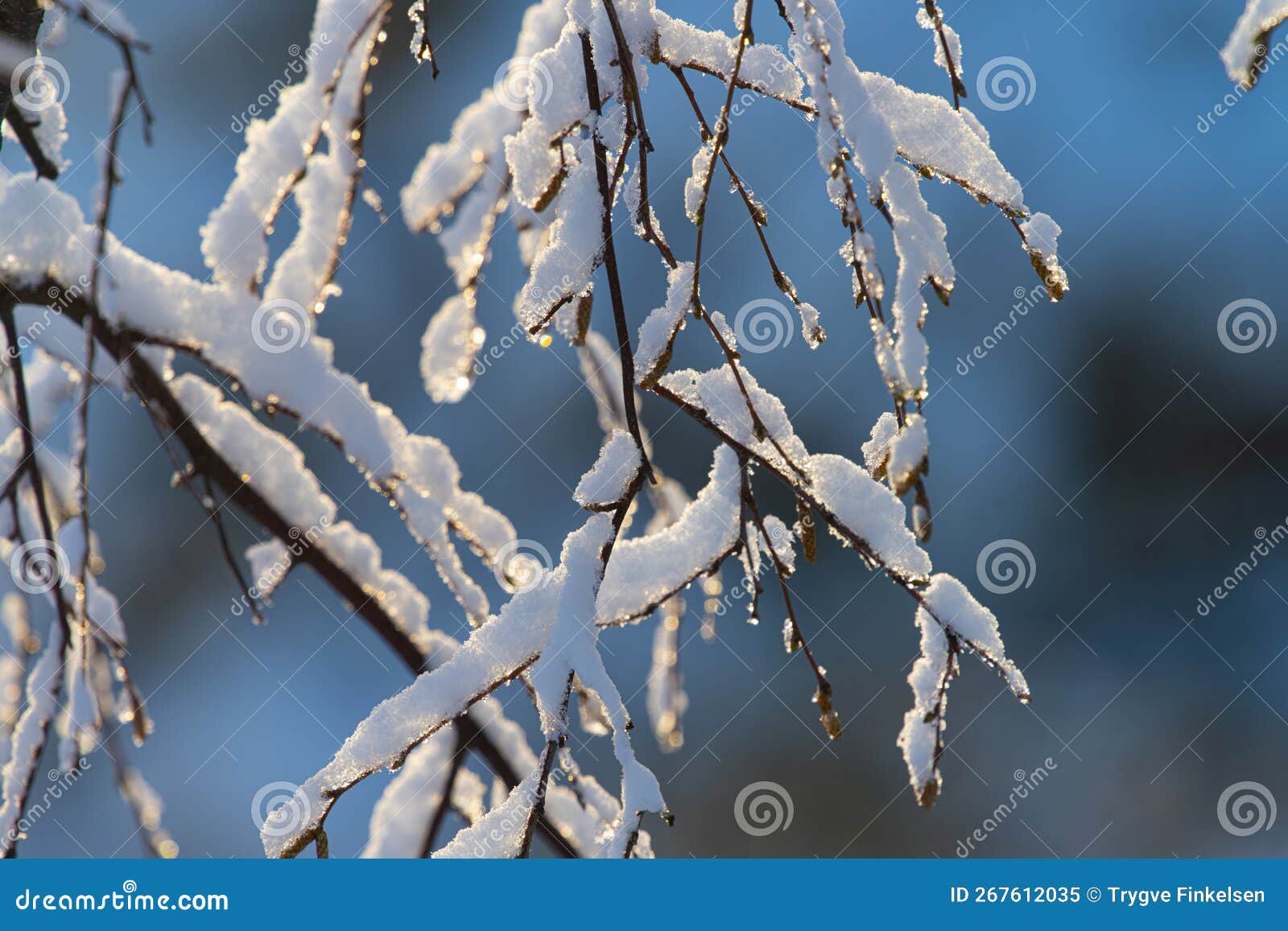 Heavy Snow on Trees in a Forest.. Stock Image - Image of snowy, weather ...