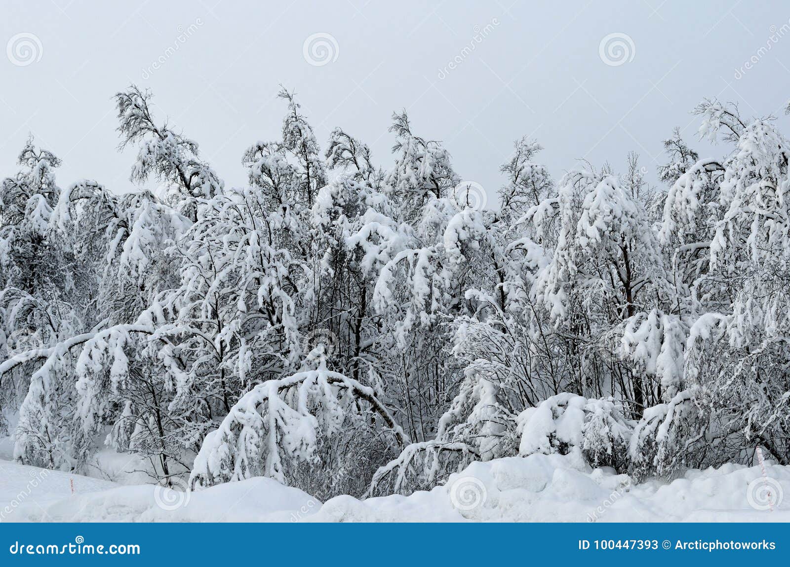 Heavy snow on trees stock image. Image of beauty, beautiful - 100447393