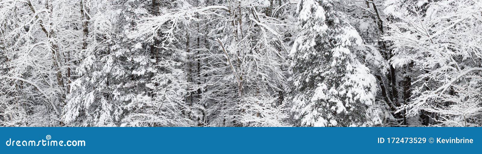 Heavy Snow on Trees stock image. Image of cold, forest - 172473529