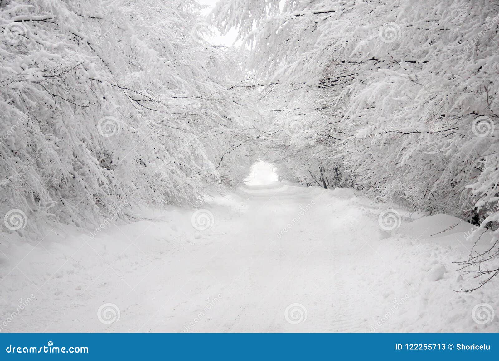 Heavy Snow Tunnel through the Snowy Forest Road Stock Image - Image of ...