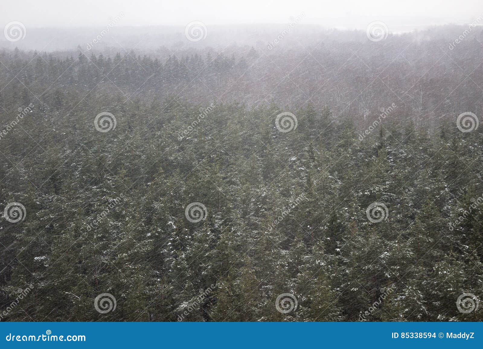 Heavy Snowfall, Blizzard in the Forest Stock Photo - Image of ...