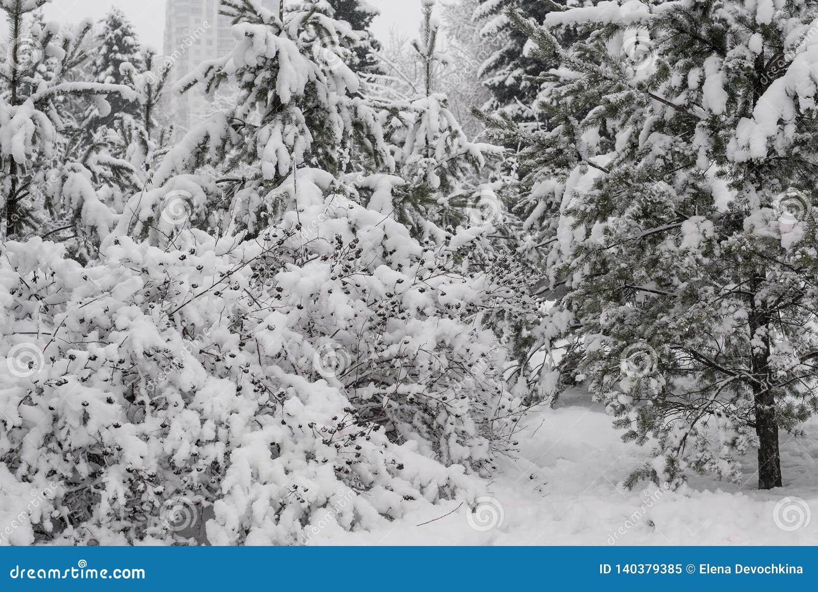 Heavy Snowfall in the Park, Snow-white Landscape Stock Image - Image of ...