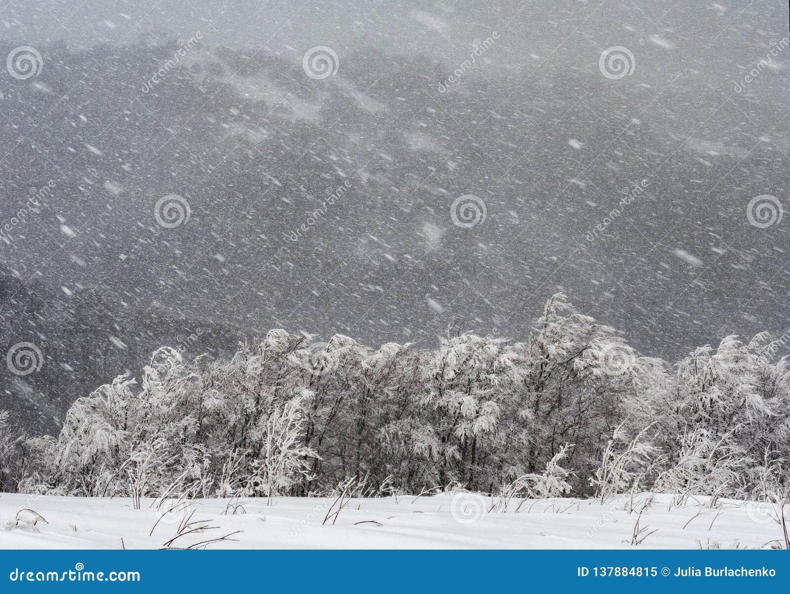 Heavy Snowfall and Strong Wind Stock Image - Image of storm, snowy ...