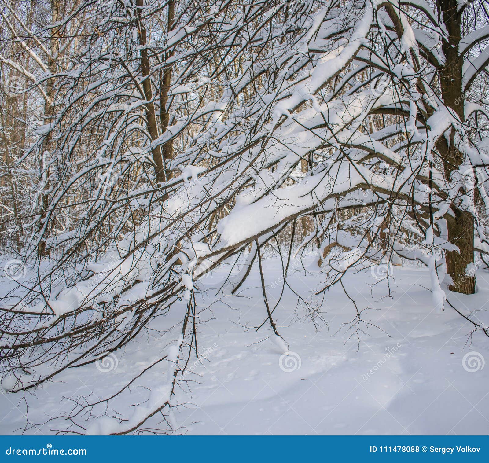 The Heavy Snow Bent the Branches of Trees Stock Photo - Image of ...