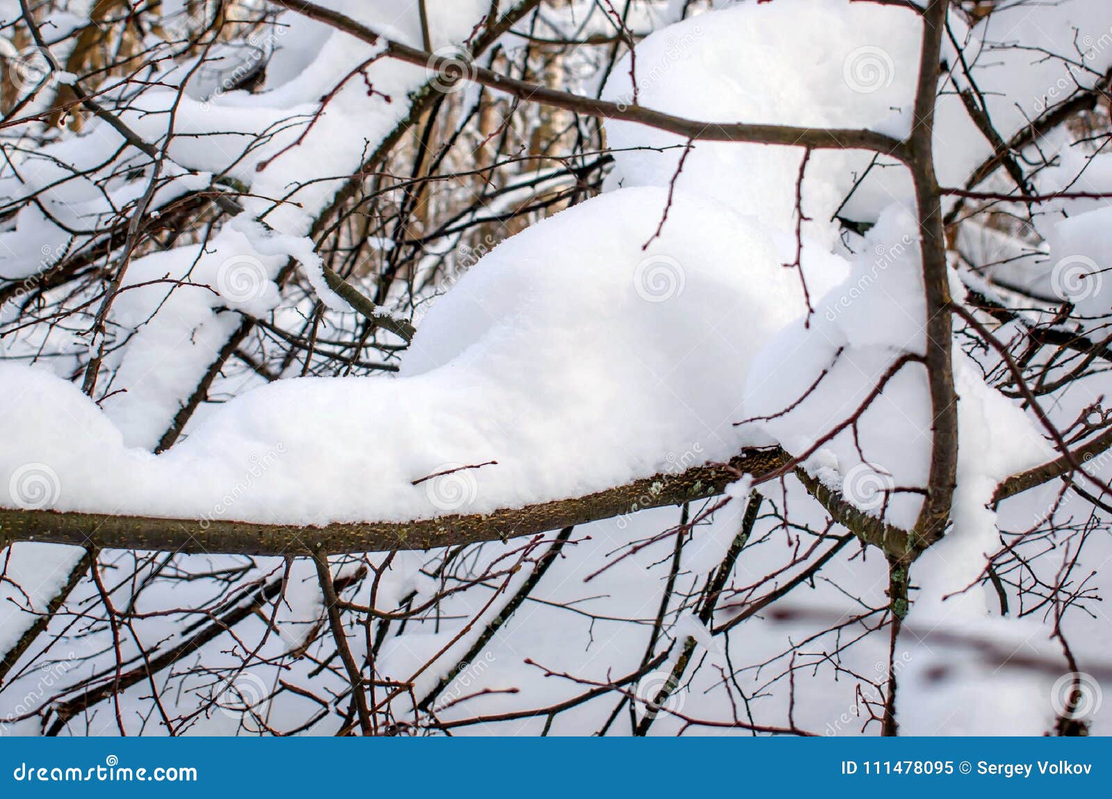 The Heavy Snow Bent the Branches of Trees Stock Image - Image of tree ...