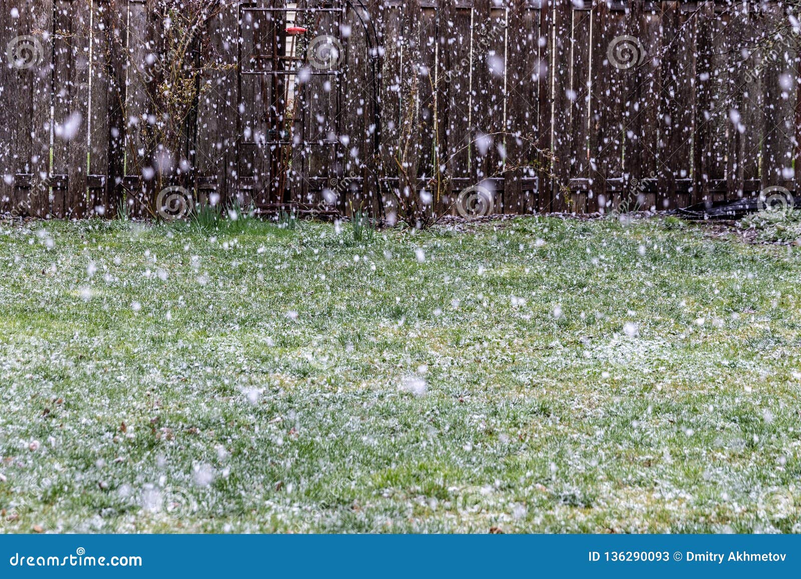 Heavy Snowfall, View of Large Snowflakes Falling on a Backyard Lawn ...
