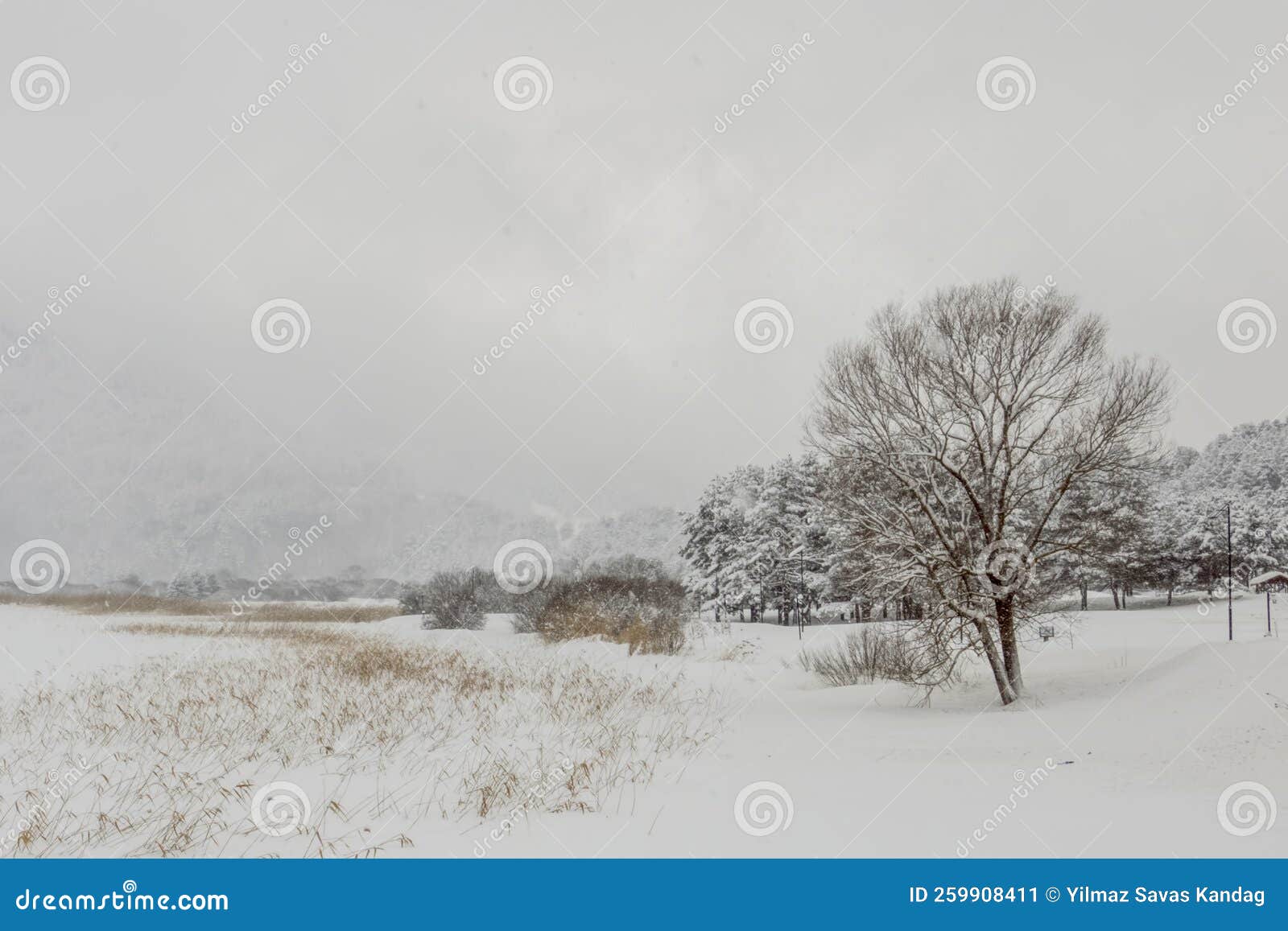 Heavy Snowfall and Winter View Stock Image - Image of forest, large ...