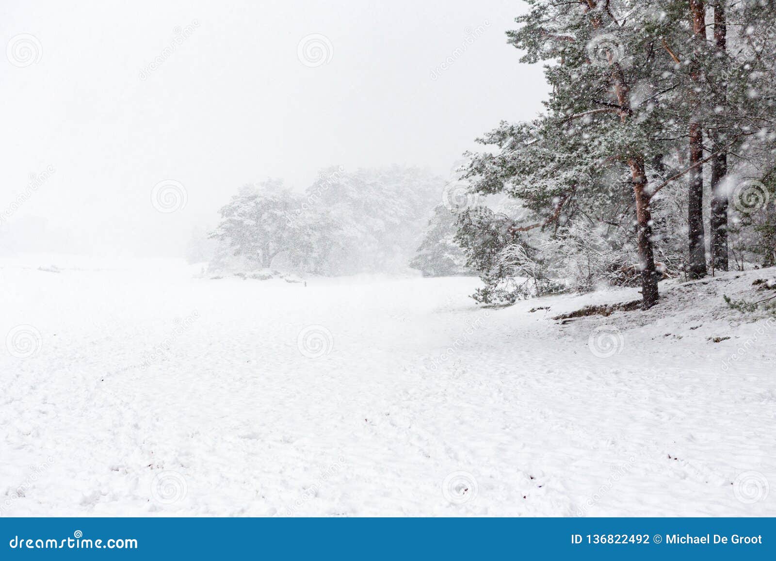 Heavy Snowing and Pine Trees on the Soesterduinen. Stock Photo - Image ...