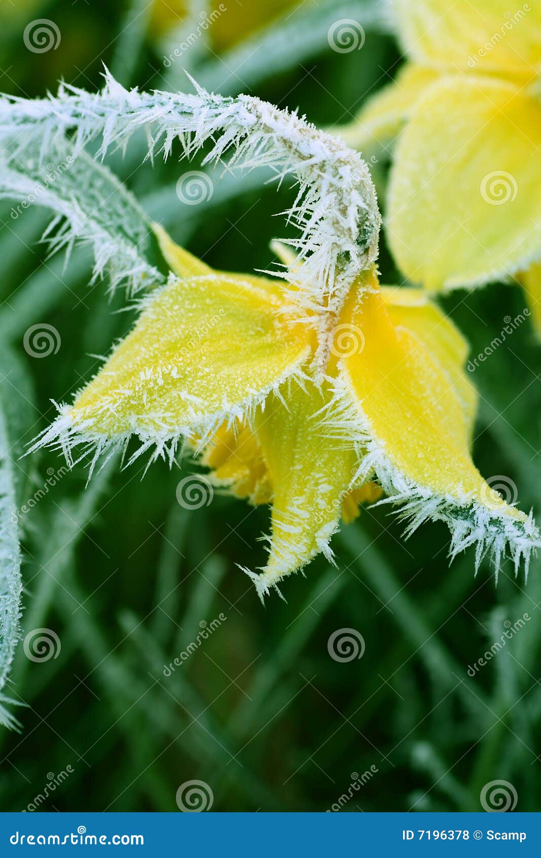 Heavy Spring Frost stock photo. Image of frost, droop - 7196378