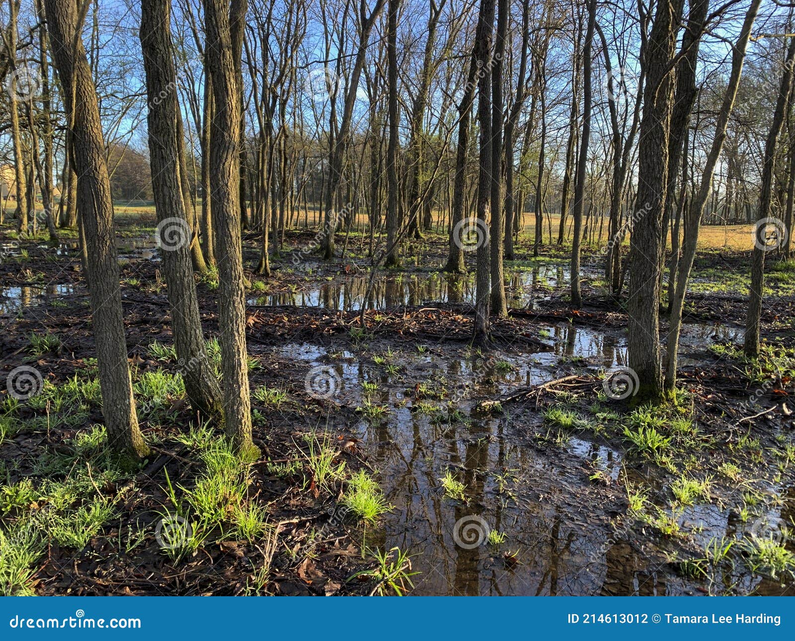 Spring Rains Flood The Already Saturated Wetlands On Swauvie Isl Stock ...