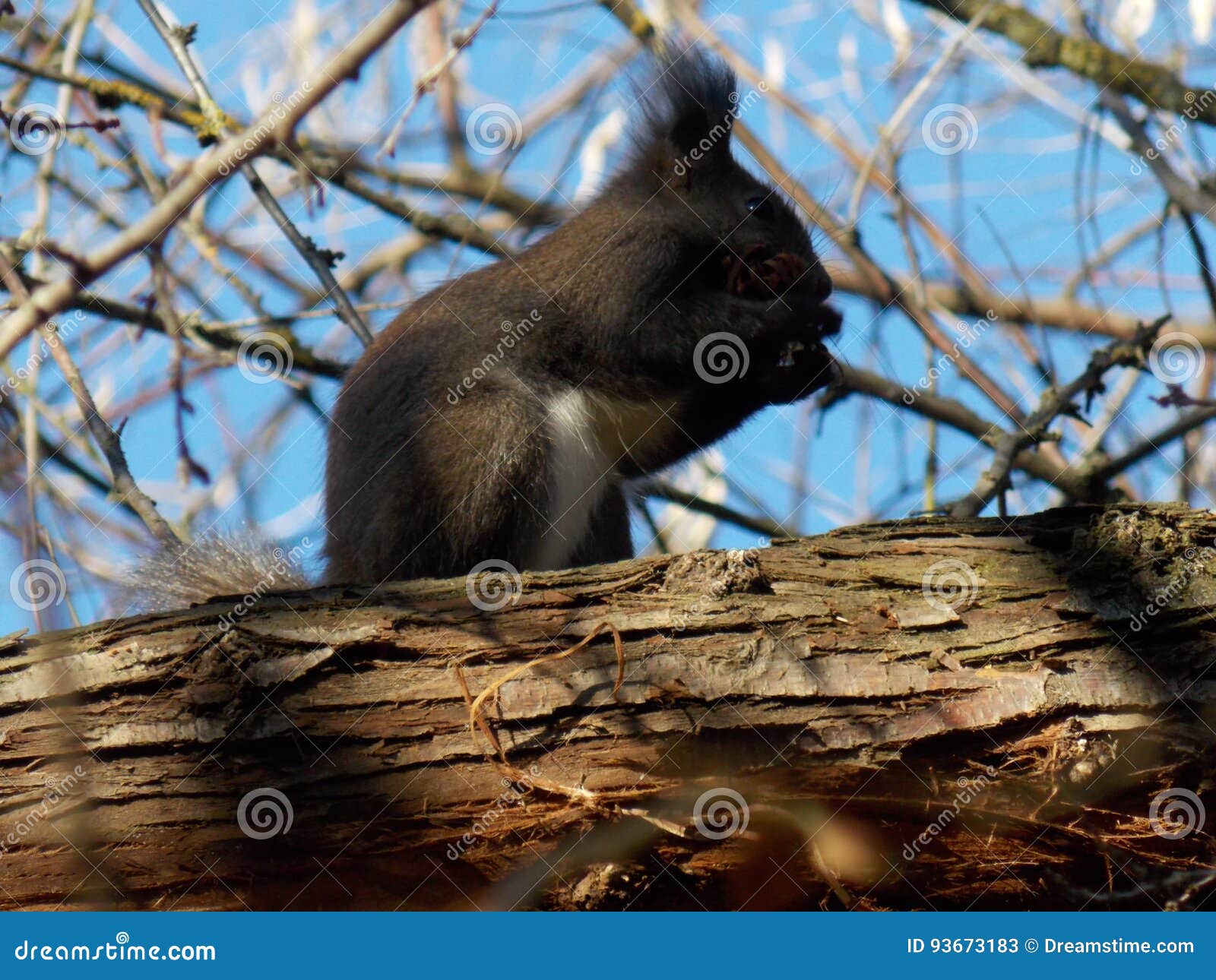 The heavy squirrel worker stock image. Image of romanian - 93673183