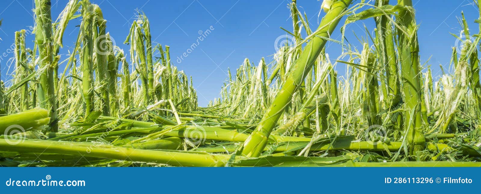 Destroyed Agricultural Buildings, Aerial View. Abandoned Livestock Farm ...
