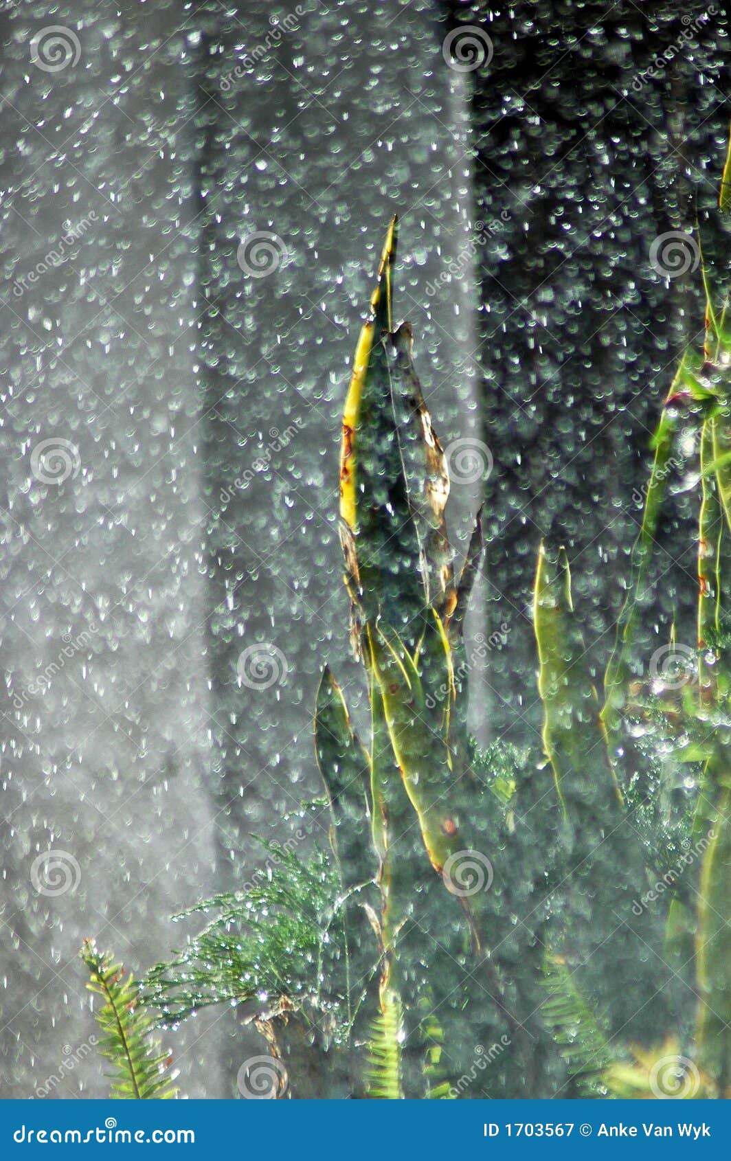 Heavy summer rain stock image. Image of dropping, drizzle - 1703567