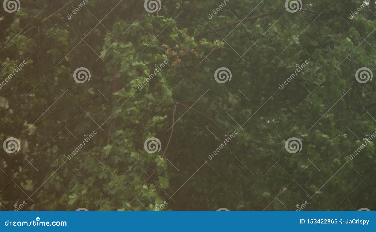 Heavy Summer Rain Outside. Strong Wind and Rain Drops Blowing Green ...