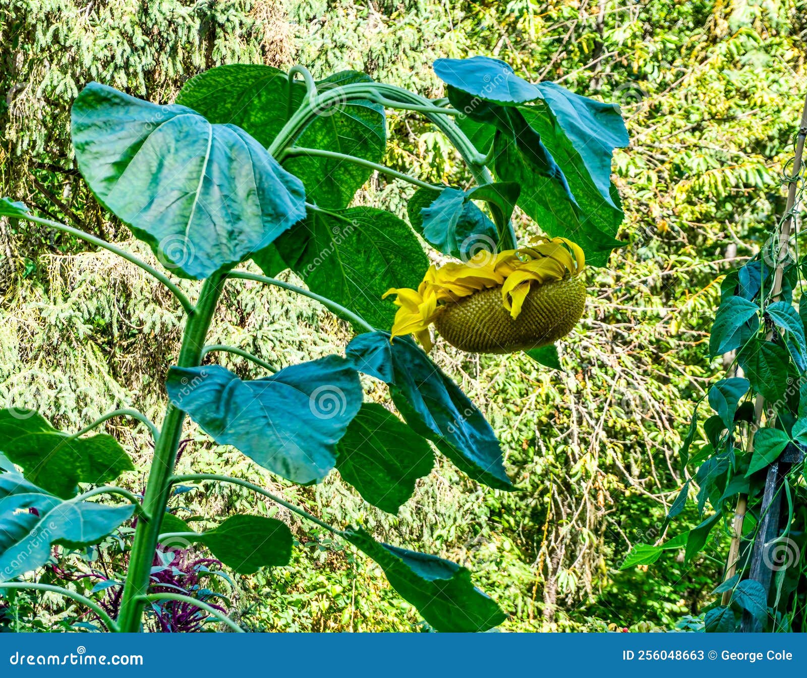 Heavy Pea Patch Sunflower stock image. Image of flower - 256048663