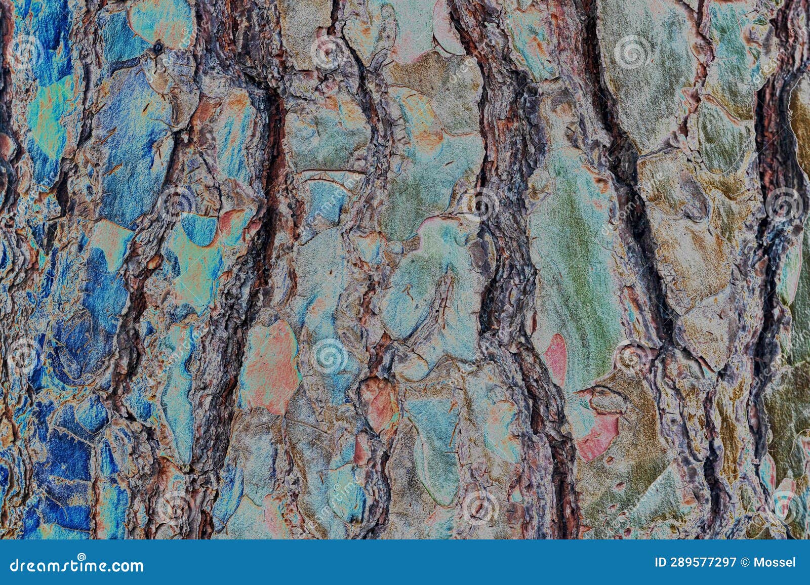 Heavy Textured Tree Trunk in a Park Stock Image - Image of detail, tree ...