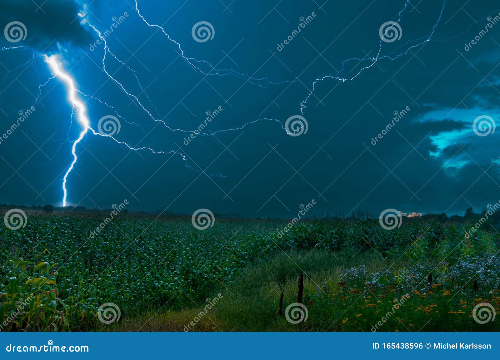 Heavy Thunderstorm Rolling through a Cornfield in Sweden. Stock Photo ...