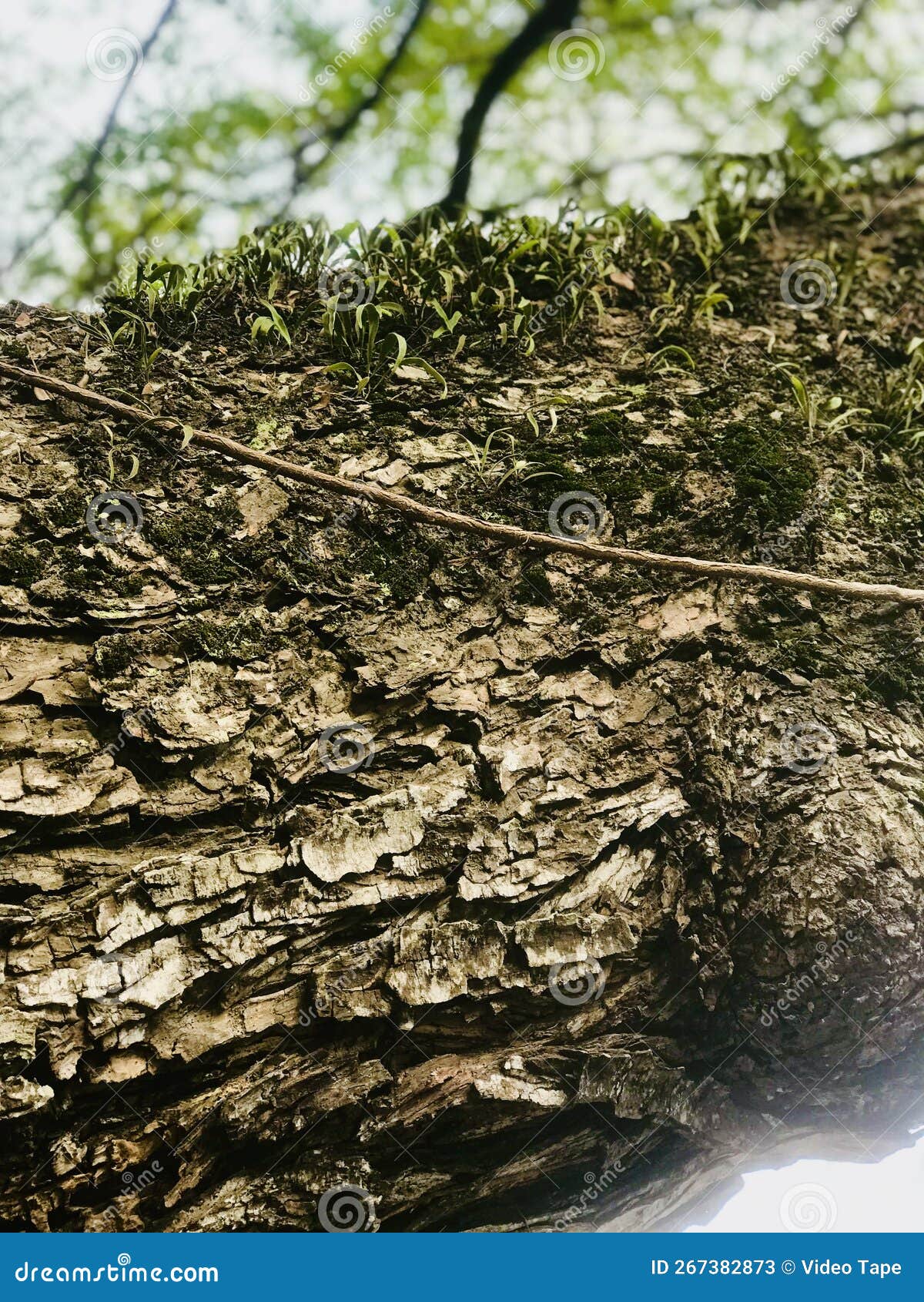Heavy Trunks Hold the Biggest Weight Stock Image - Image of leaf ...