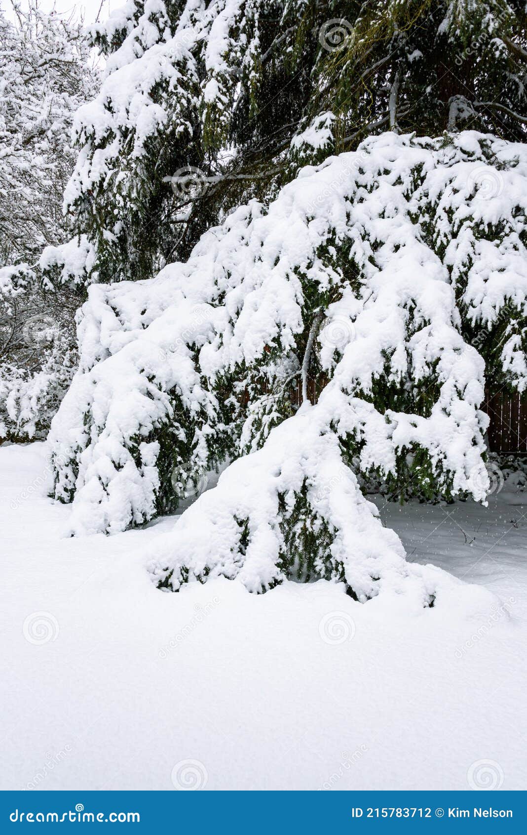 Heavy Wet Snowfall Bending Down the Branches of an Evergreen Tree ...