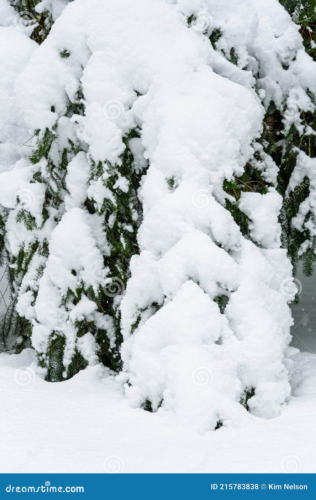 Heavy Wet Snowfall Bending Down the Branches of an Evergreen Tree ...