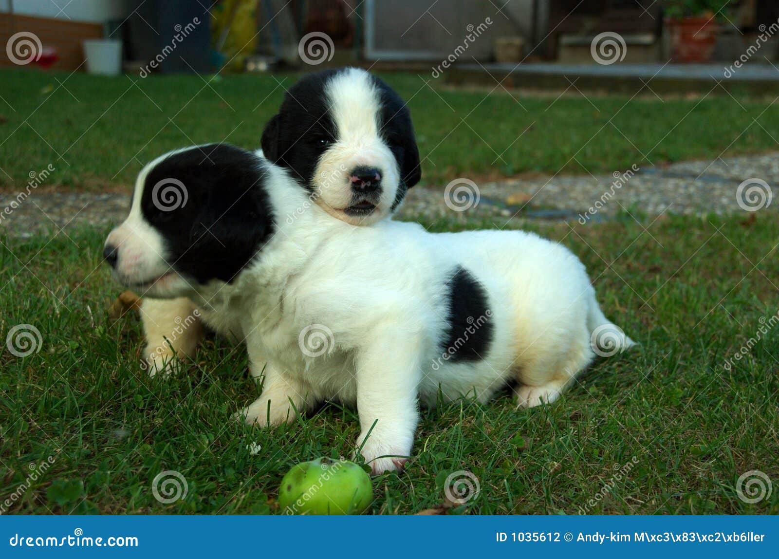 Heavy whelp head stock photo. Image of animal, newborn - 1035612