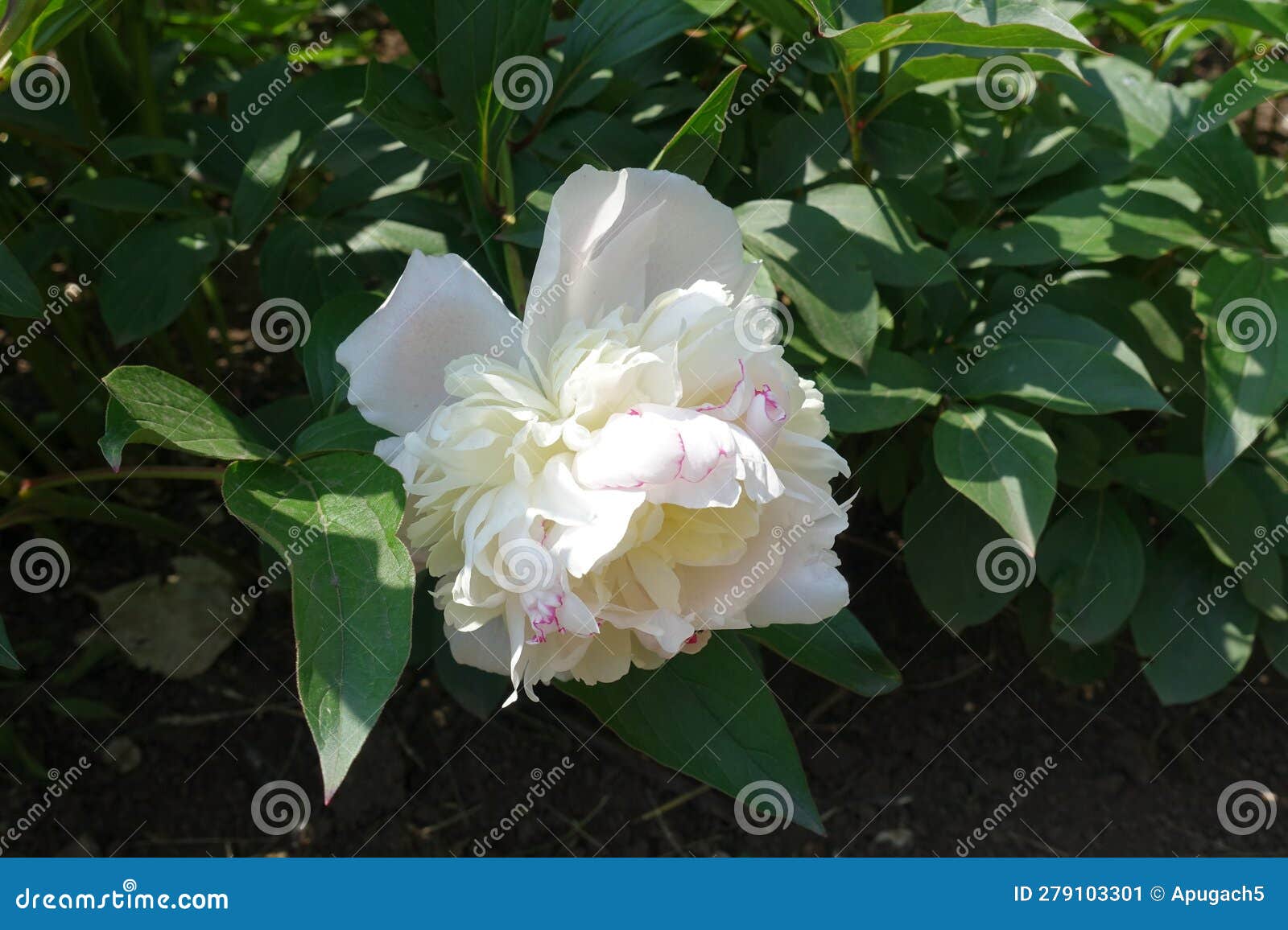 Heavy White Flower of Peony in June Stock Image - Image of flora ...