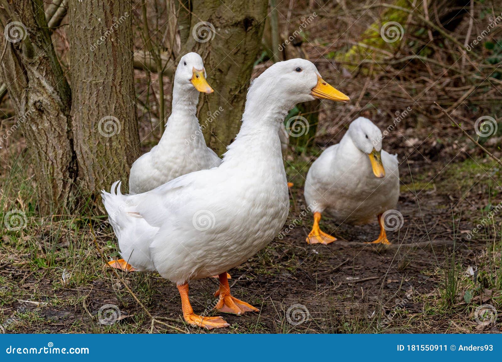 Heavy White Pekin Ducks Running Towards the Camera Stock Image - Image ...
