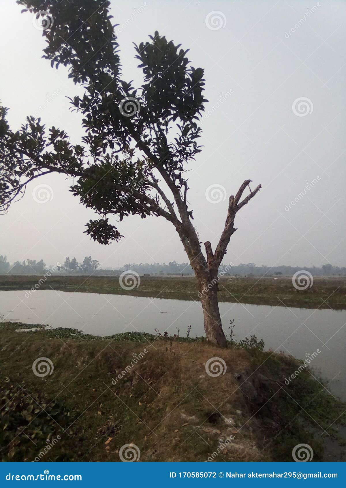 When a Heavy Wind the Tree Looks Much Pressure Stock Photo - Image of ...