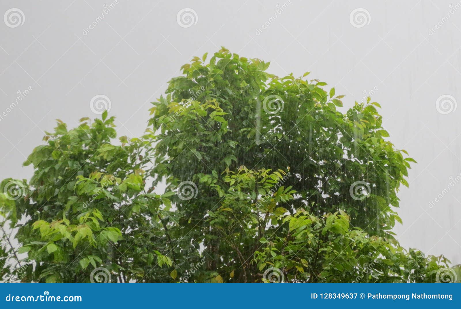 Heavy wind on the tree stock image. Image of forest - 128349637