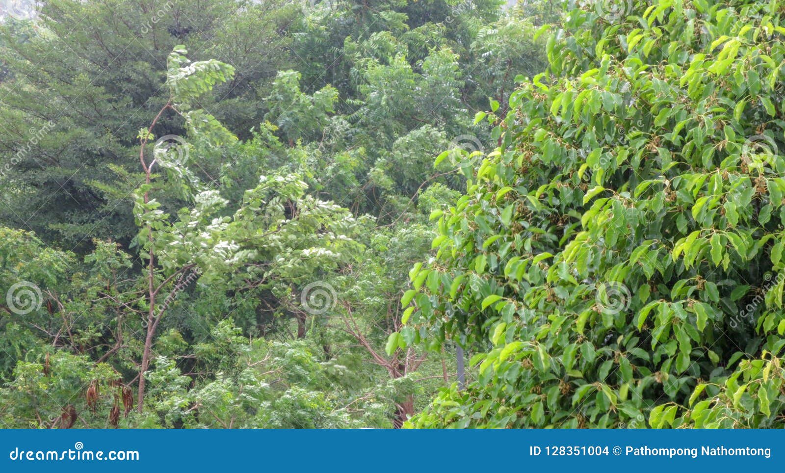 Heavy wind on the tree stock photo. Image of branch - 128351004