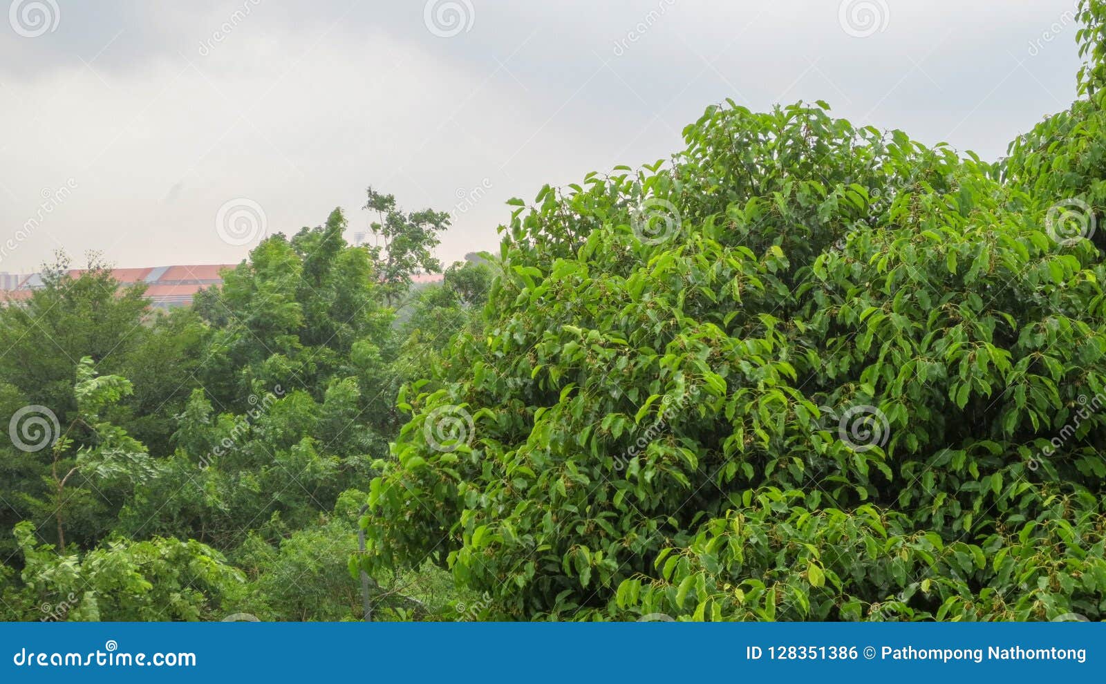 Heavy wind on the tree stock photo. Image of landscape - 128351386