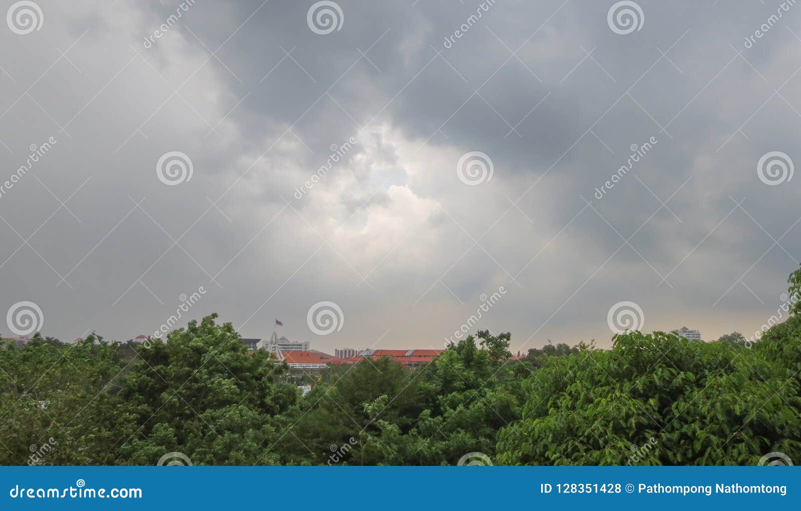 Heavy wind on the tree stock photo. Image of green, rain - 128351428