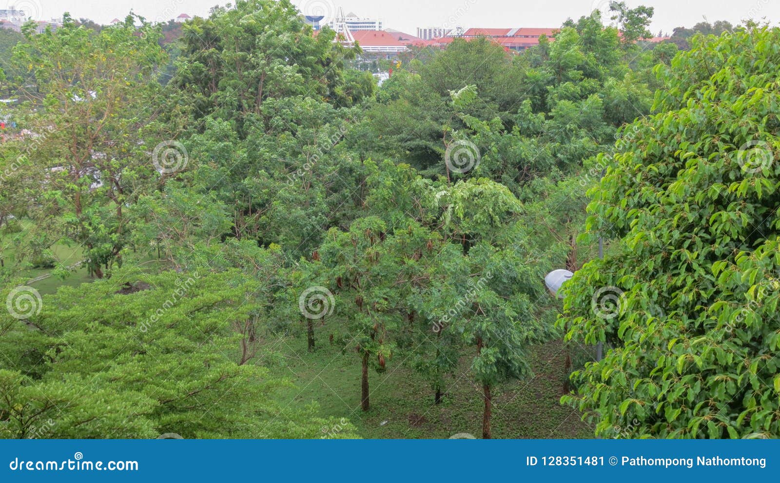 Heavy wind on the tree stock image. Image of drop, heavy - 128351481