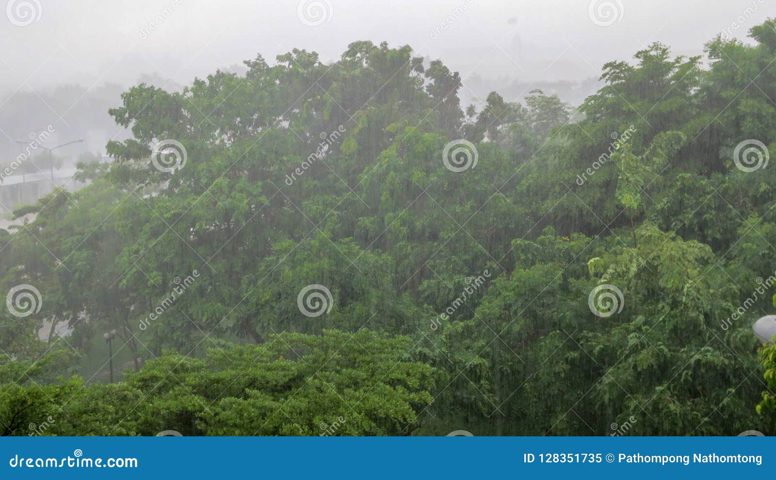 Heavy wind on the tree stock image. Image of rain, plant - 128351735
