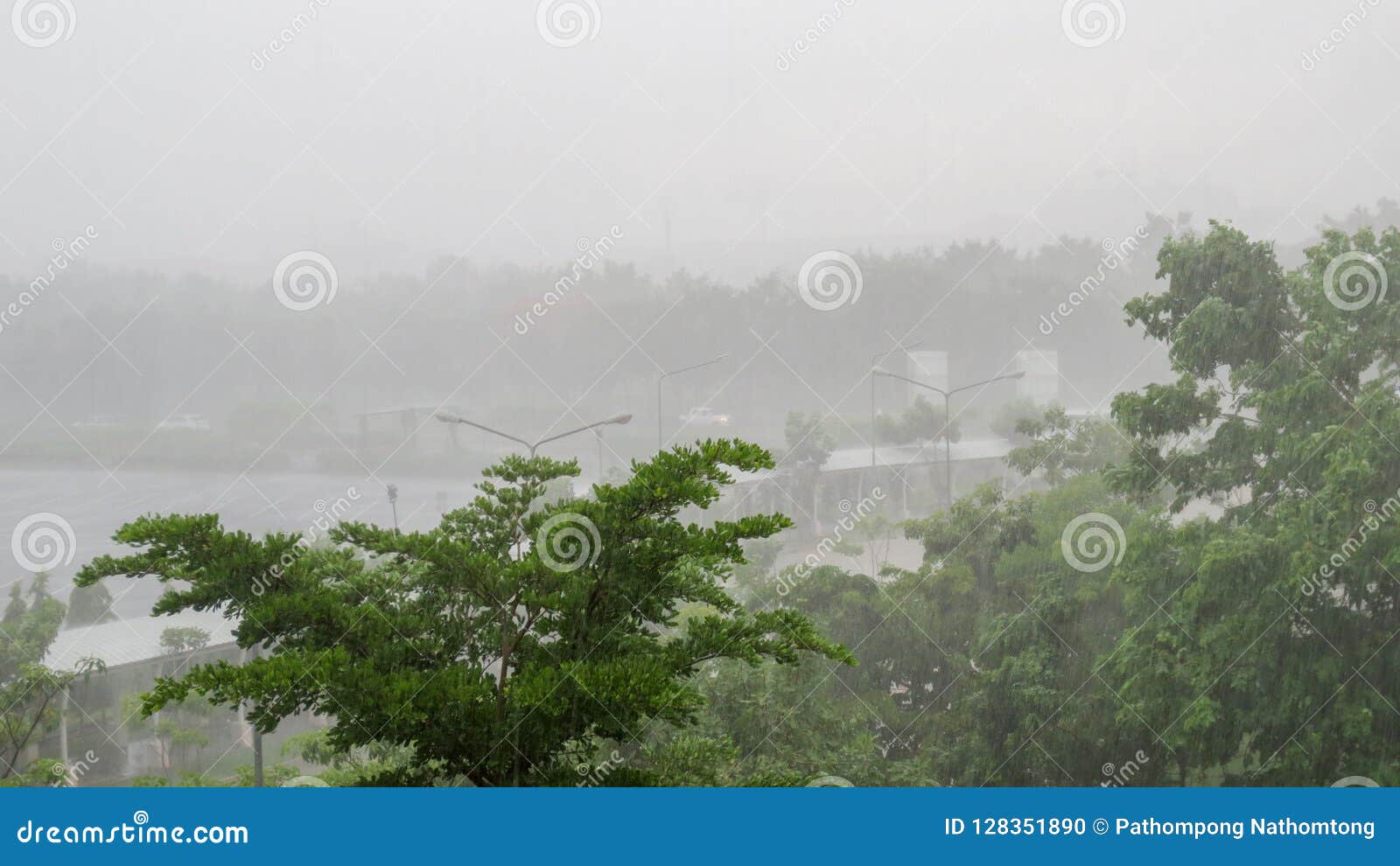 Heavy wind on the tree stock photo. Image of glass, plant - 128351890