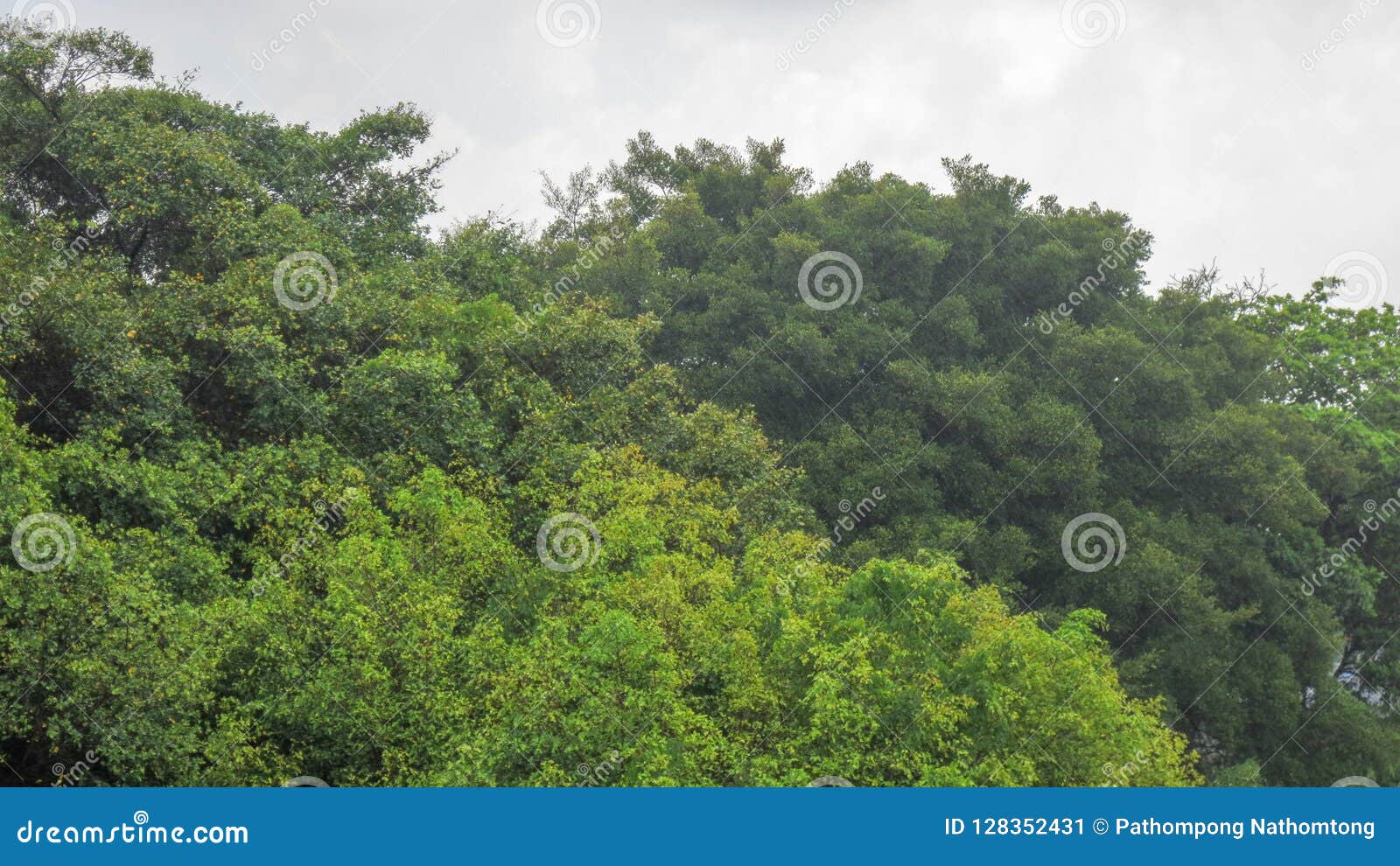 Heavy wind on the tree stock image. Image of cyclone - 128352431