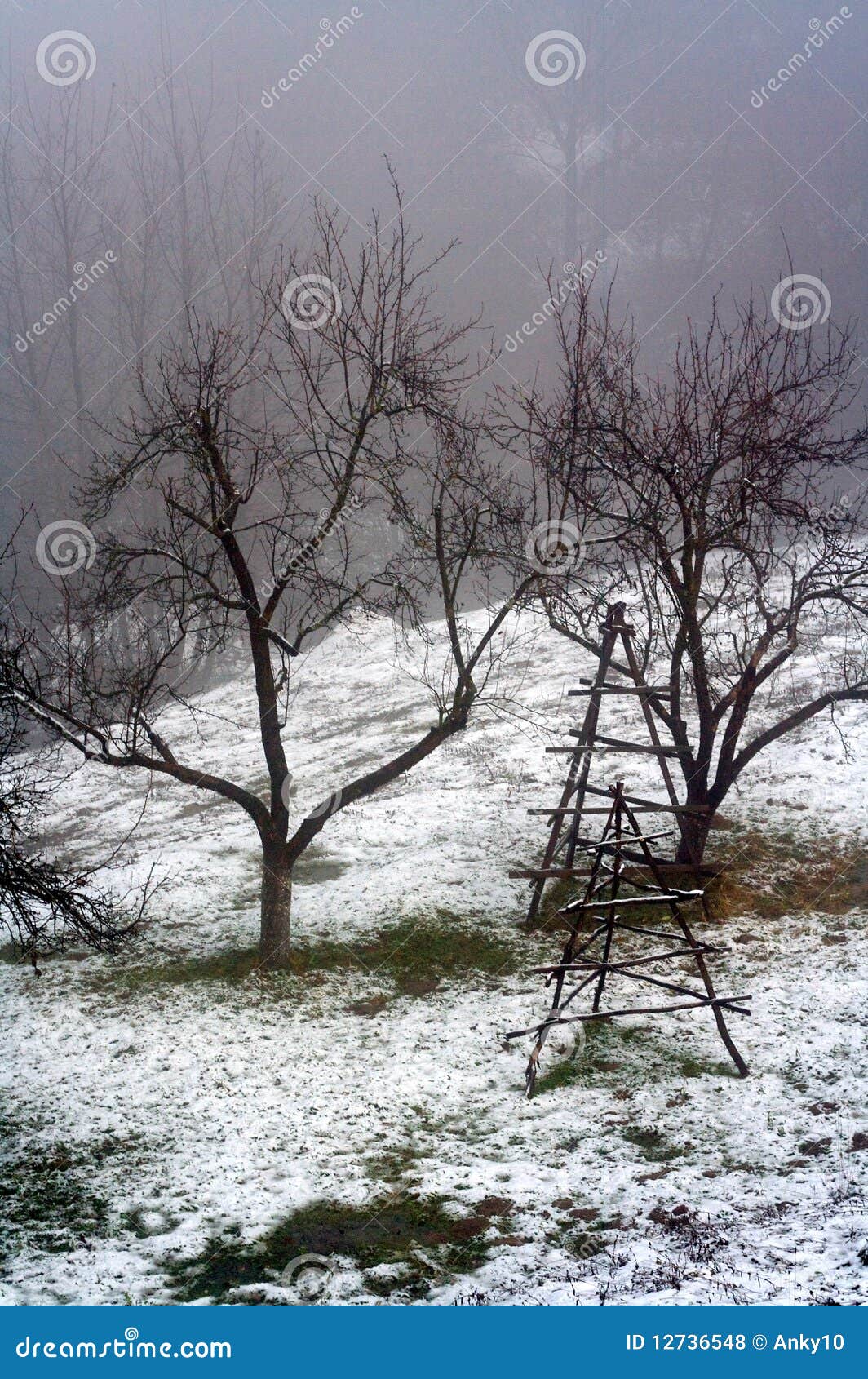 Heavy Winter Fog stock photo. Image of branch, climate - 12736548