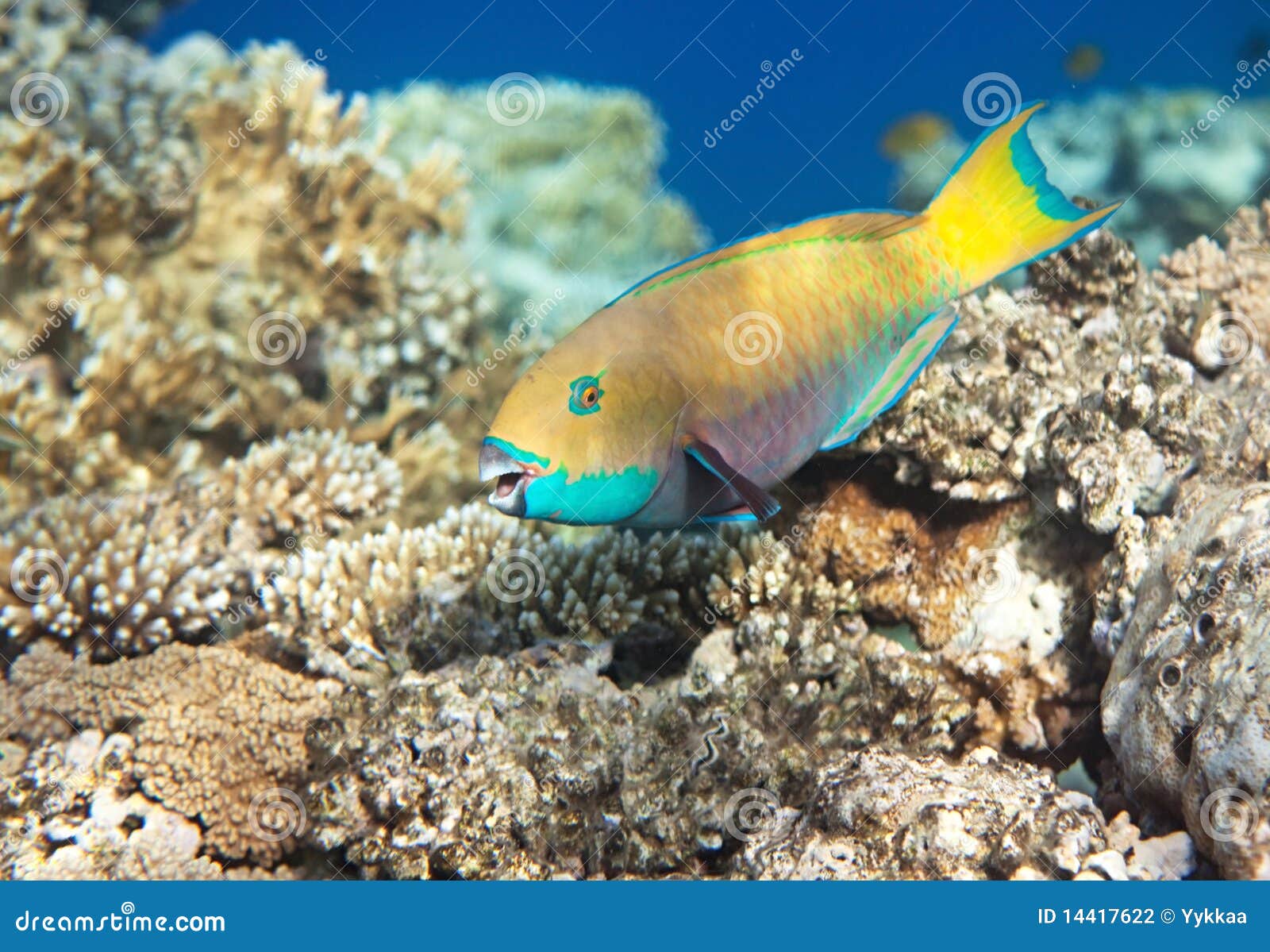 Heavybeak parrotfish stock photo. Image of water, organism - 14417622