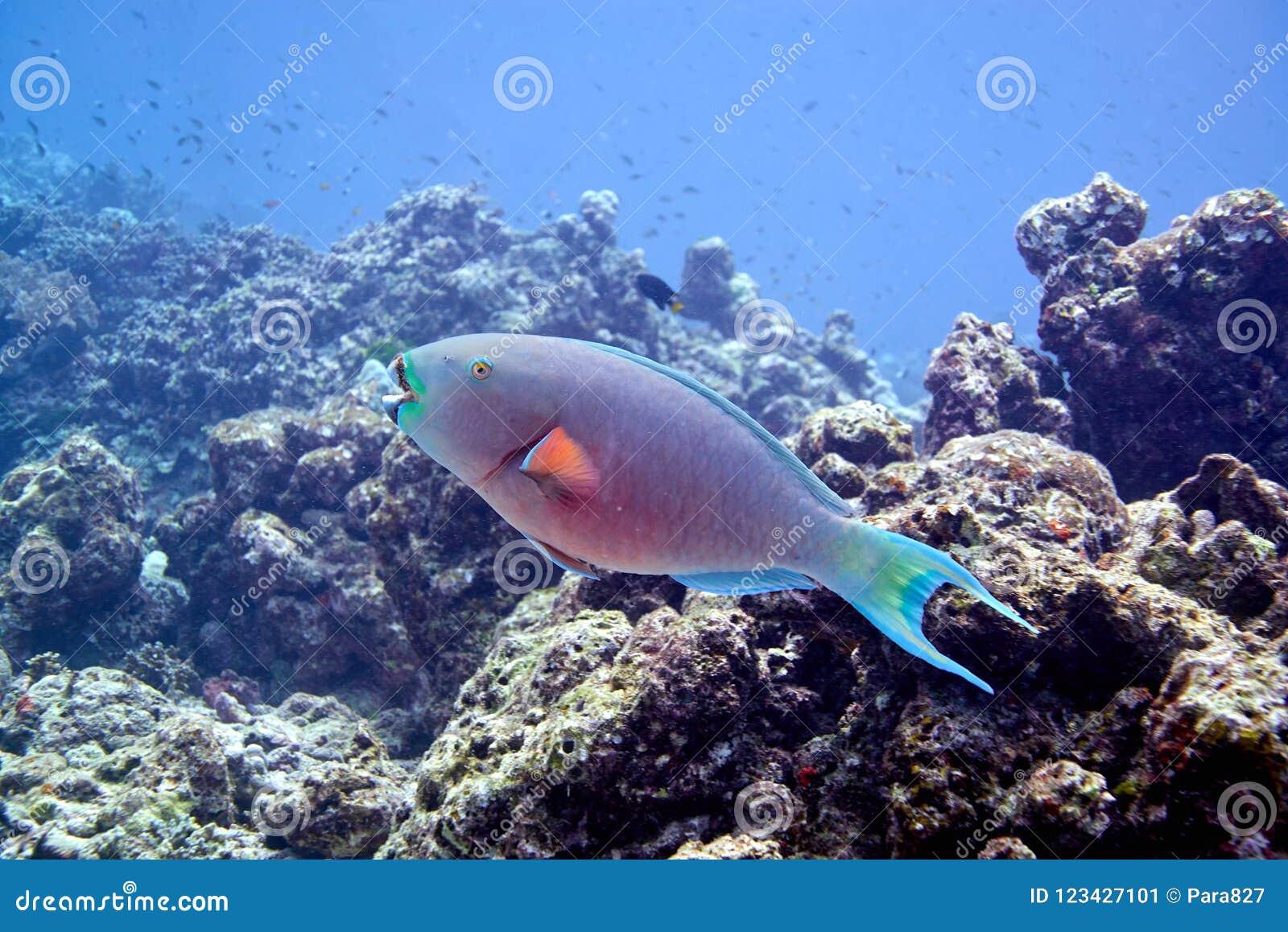 Heavybeak Parrotfish stock image. Image of asia, parrotfish - 123427101