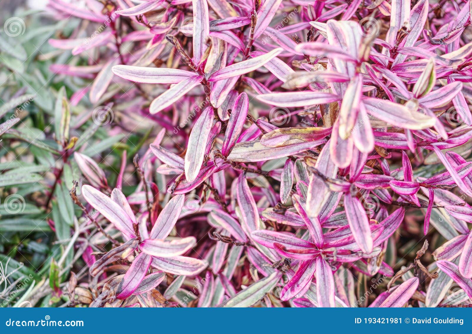 The Colourful Variegated Hebe Stock Image - Image of winter, joyful: 193421981